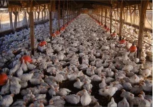 Bird Flu Outbreak Hits Obasanjo’s Farm in Otta, Throws Residents Into ...